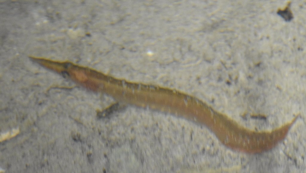 Peacock Eel (Macrognathus siamensis) - Marine Life Identification