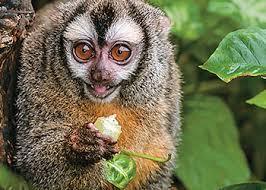 Nancy Ma’s Night Monkey (Aotus nancymai) - Know Your Mammals