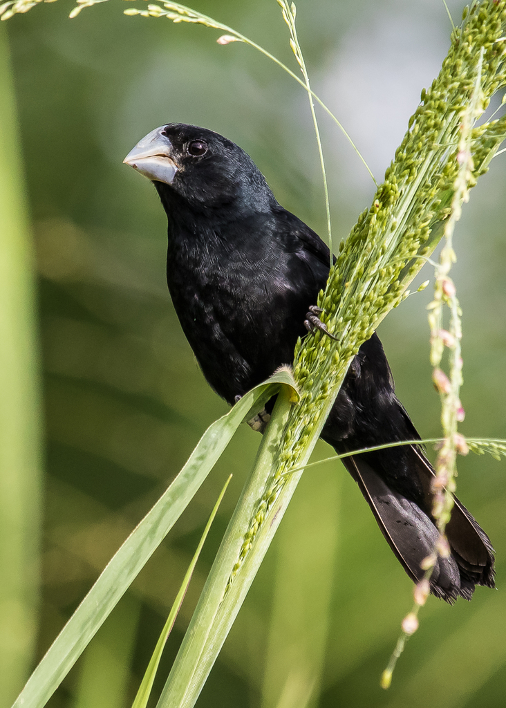 Large-billed Seed-Finch (Sporophila crassirostris) - Avian Discovery