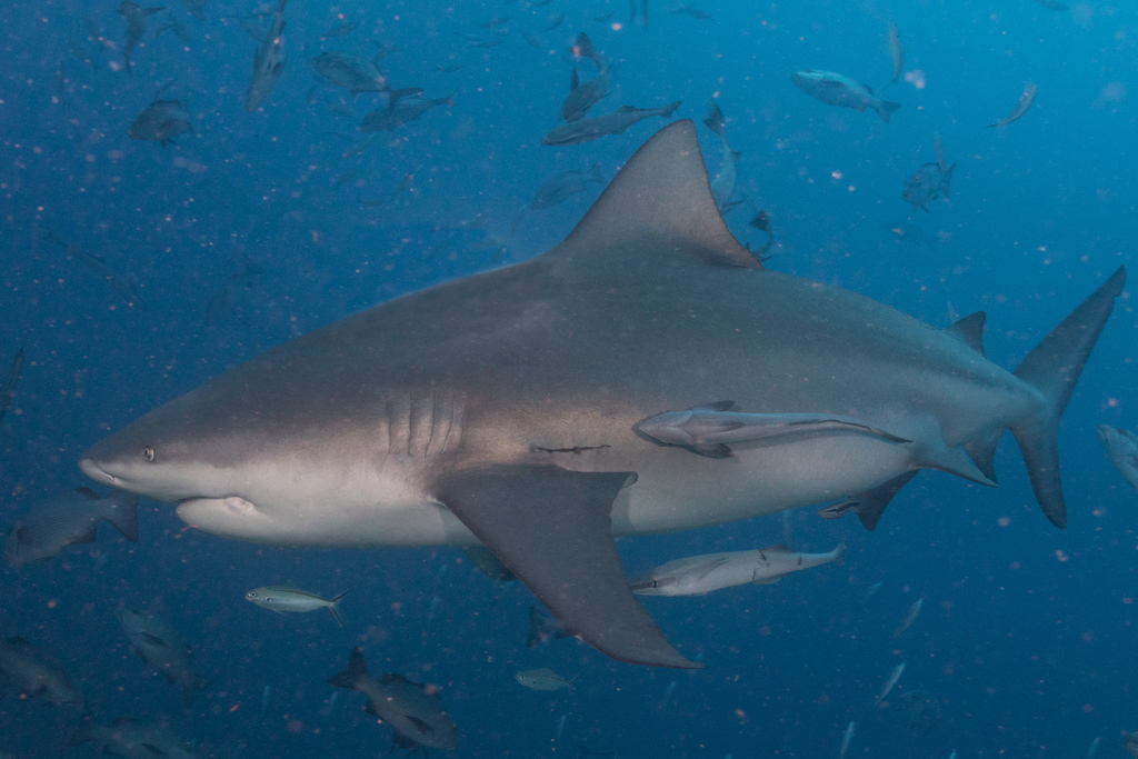 Typical Requiem Sharks (Carcharhinus) - Marine Life Identification