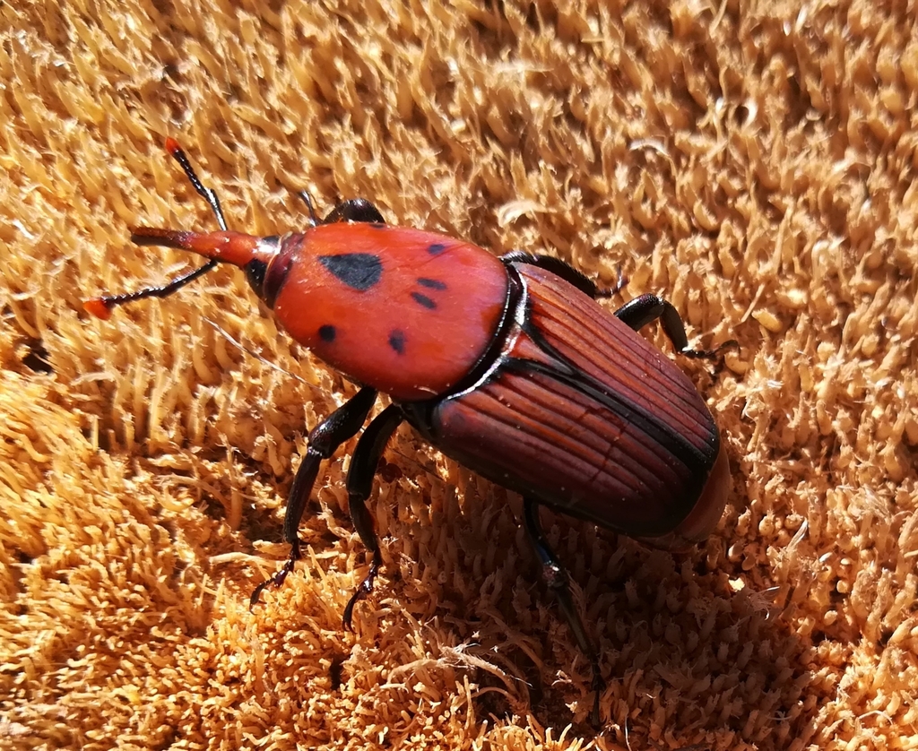 Red Palm Weevil from Sta. Bárbara Nexe (Poço do Mouro), 8005, Portugal ...