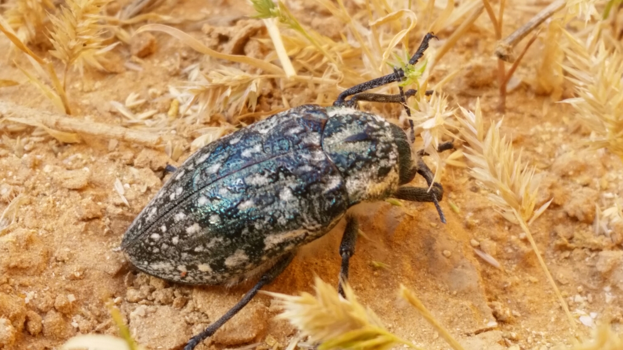 Julodis syriaca (Olivier, 1790)