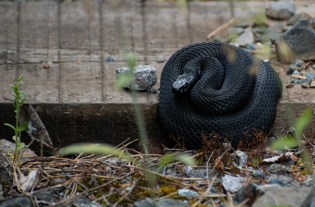 Adder from Заводоуковский р-н, Тюменская обл., Россия on June 21, 2020 ...