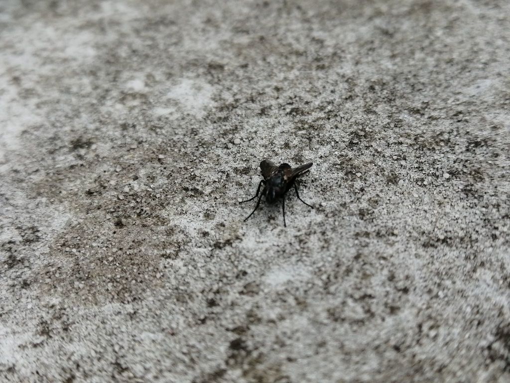 Bot Flies, Blow Flies, and Allies from g.k. Mladost 2, Serdica ...