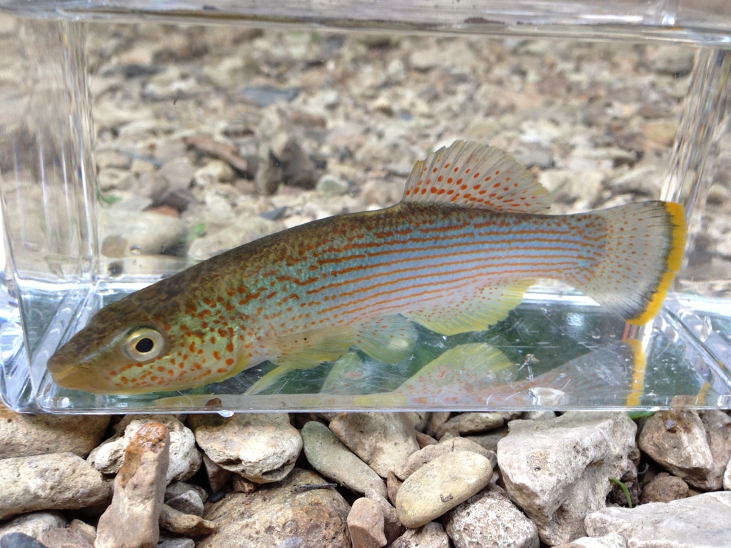 Northern Studfish from Manchester, TN 37355, USA on June 12, 2020 at 06 ...