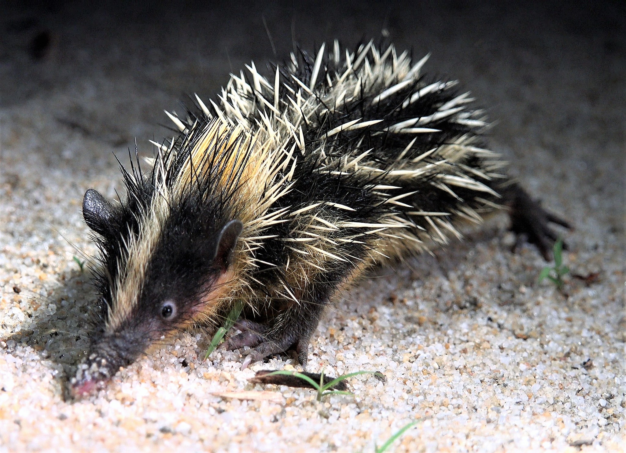 Hemicentetes semispinosus (G.Cuvier, 1798)