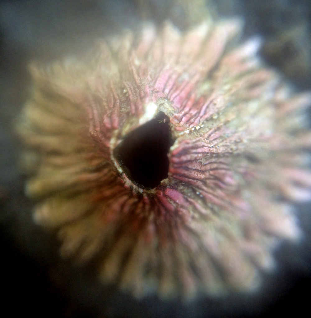 Pink Volcano Barnacle (Multi-Agency Rocky Intertidal Network ...