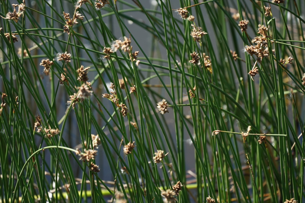 hardstem bulrush from Division No. 2, Alberta, Canada on June 20, 2020 ...