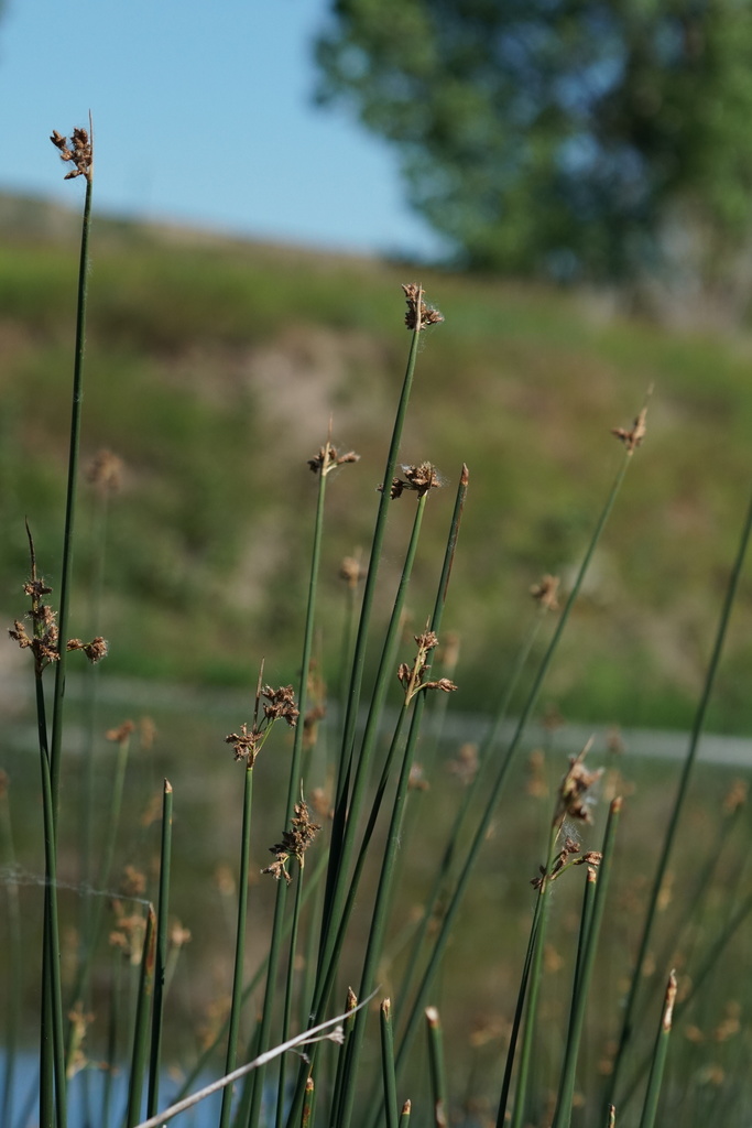 hardstem bulrush from Division No. 2, Alberta, Canada on June 20, 2020 ...