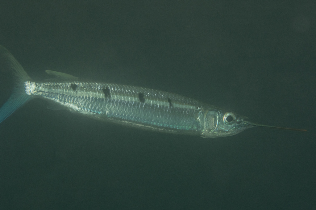 Black-barred Halfbeak (Hemiramphus far) - Marine Life Identification