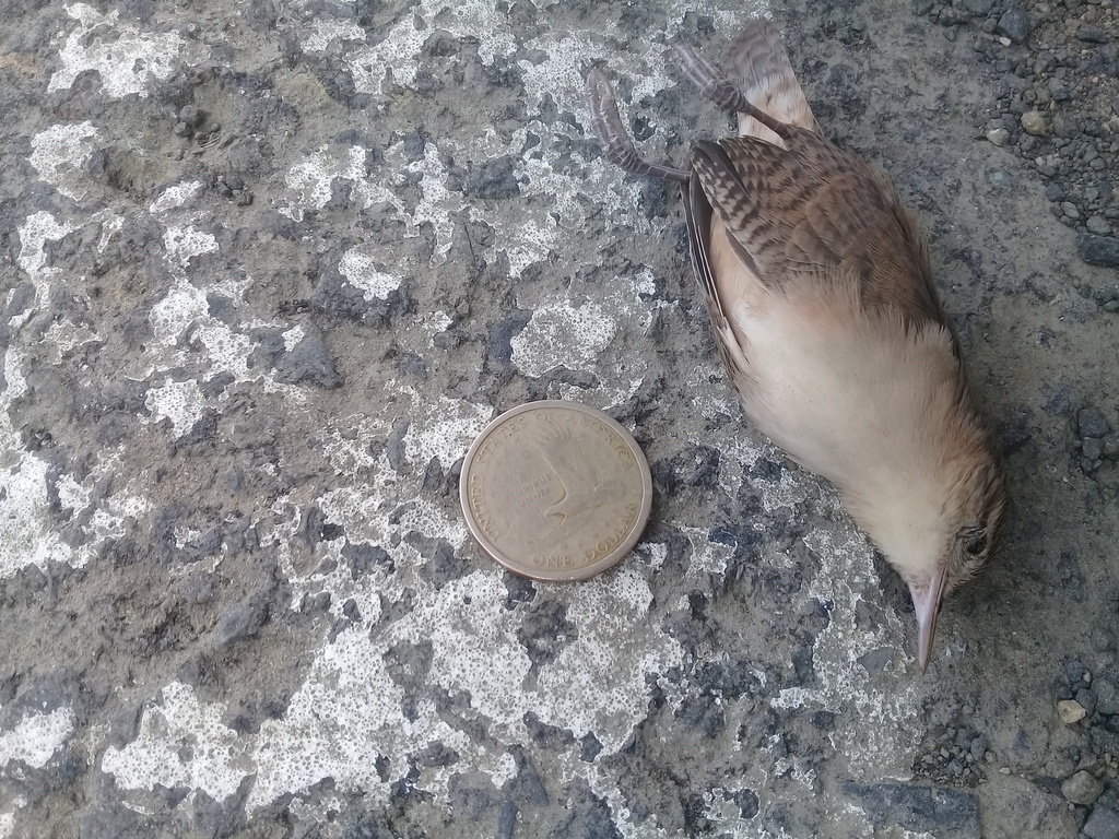 House Wren from Bolívar, EC-MN, EC on September 17, 2019 by Edison ...