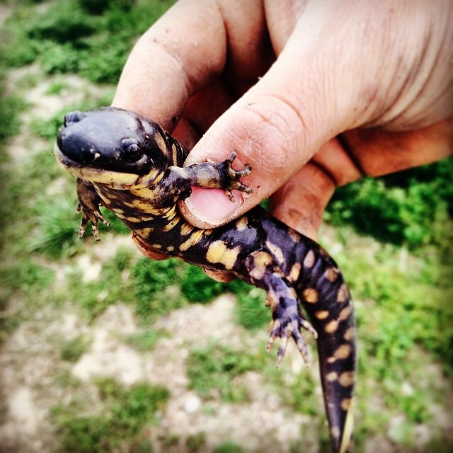 Tiger Salamander (Amphibians and Reptiles of Sherburne National ...