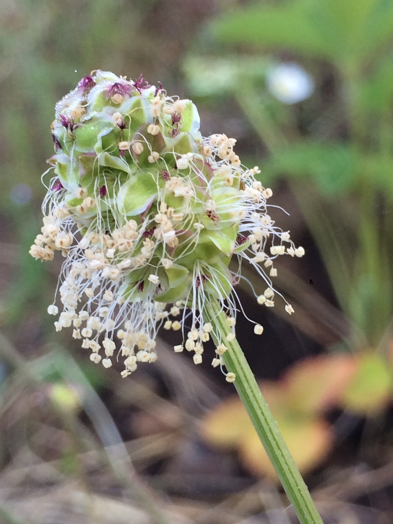 (Poterium) - Botanical Realm