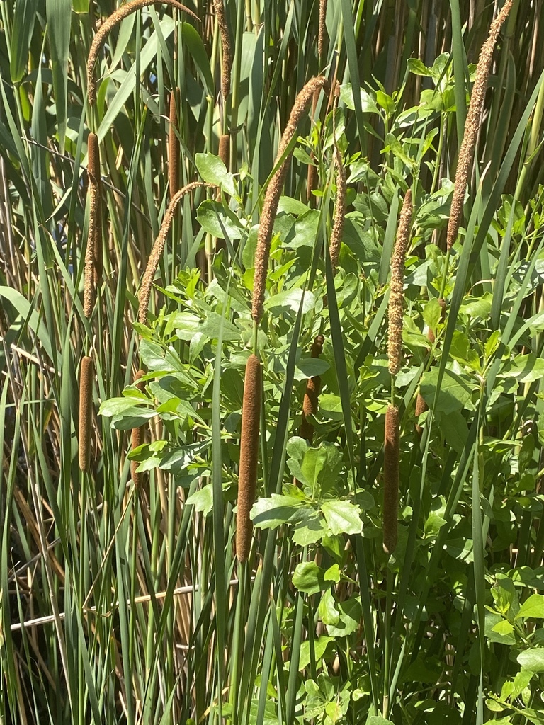narrow-leaved cattail from Tackapausha Nature Preserve, Seaford, NY, US ...