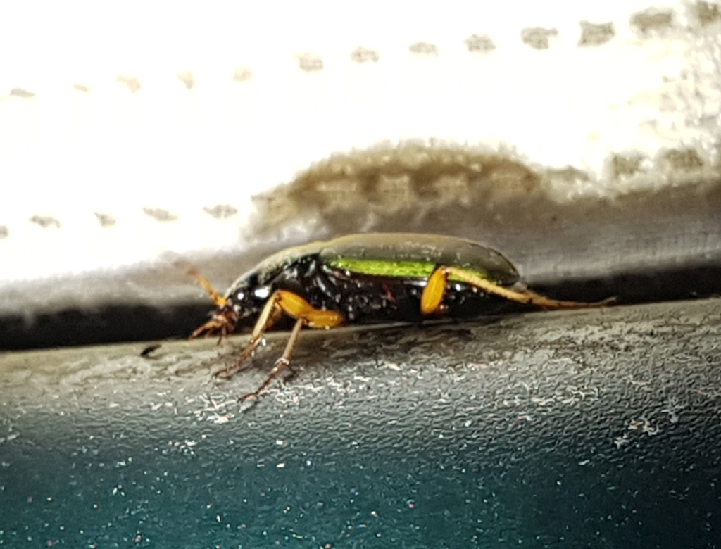 Green Pubescent Ground Beetle from Greater Sudbury, CA-ON, CA on June ...