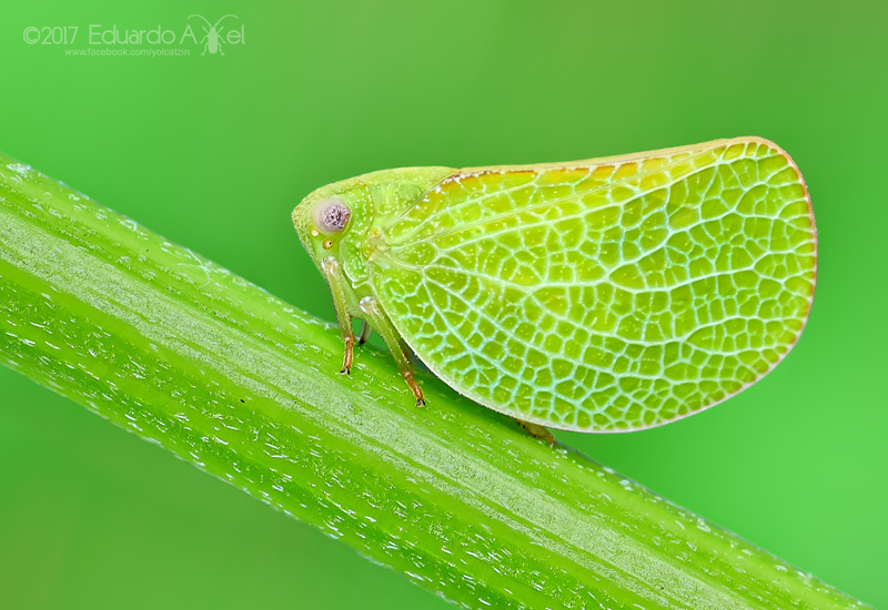 Genus Acanalonia (Siuslaw Model Forest Bioblitz – September 17, 2022 ...