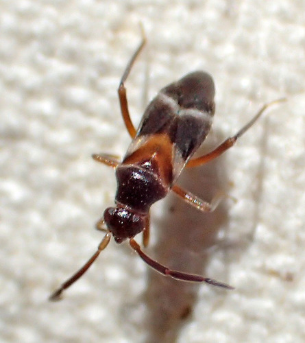 Genus Pamillia · iNaturalist