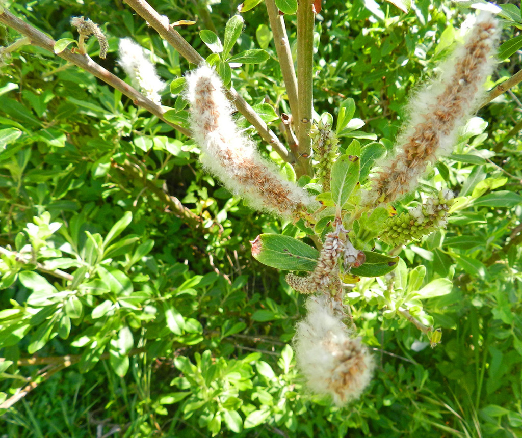 Sitka willow (Handbook for the Native Trees of Oregon) · iNaturalist