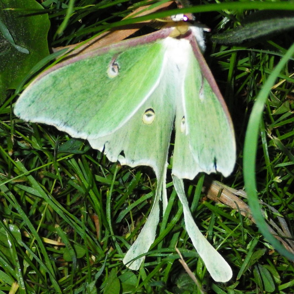North American Luna Moth from Fitzgerald Rd, Burdett, NY 14818, USA on ...
