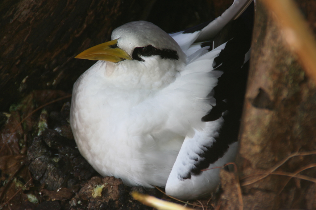 Tropicbirds (Phaethon) - Avian Discovery
