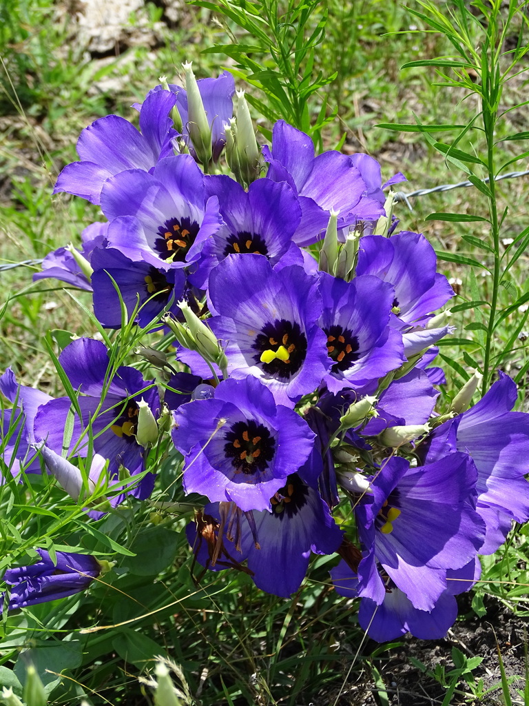 showy prairie gentian from Washington County, TX, USA on June 21, 2020 ...