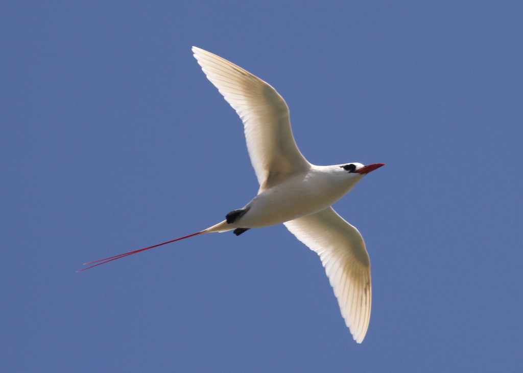 Tropicbirds (Phaethon) - Avian Discovery