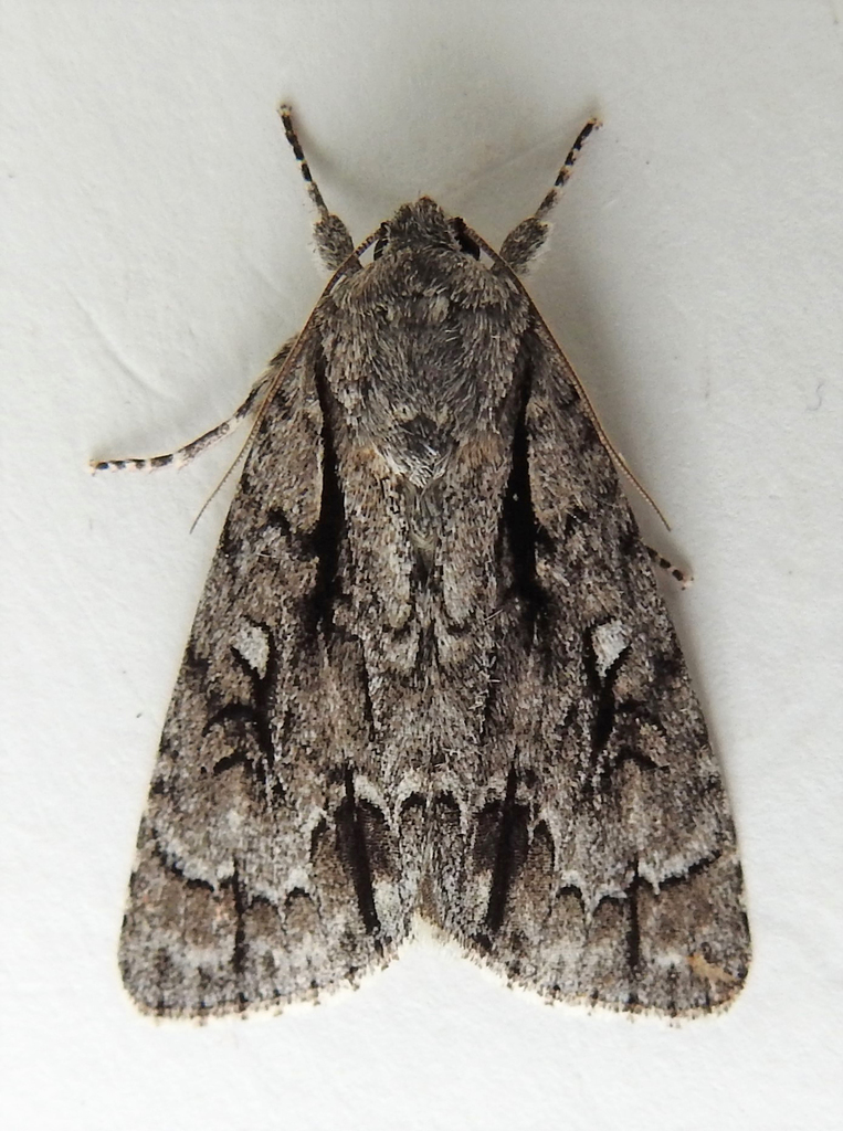 Cherry Dagger (Insects of East Texas ) · iNaturalist