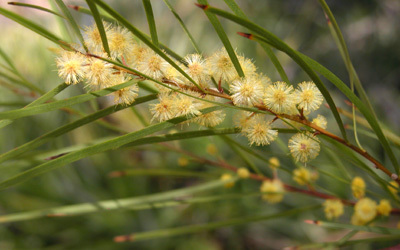 Acacia subporosa (Aliens of the Cape Peninsula) · iNaturalist