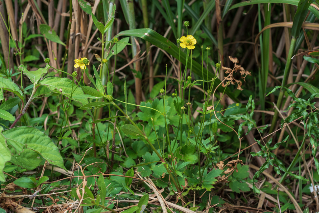 Japanese Buttercup (Ranunculus japonicus) - Botanical Realm