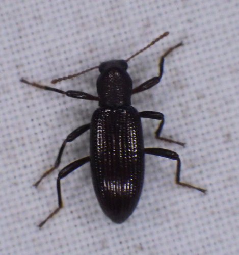 Talanus stenochinus · iNaturalist