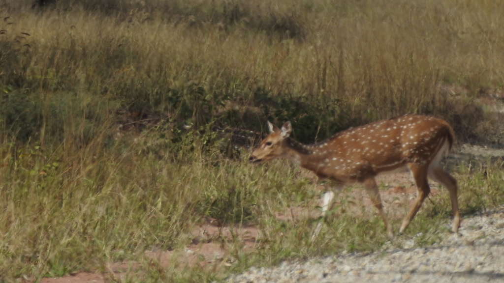 Chital from Valkyrie QLD 4742, Australia on May 31, 2020 at 12:40 PM by ...