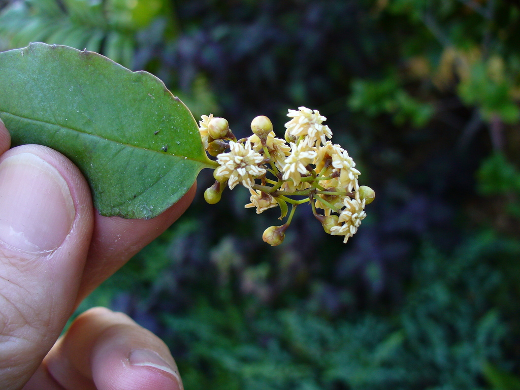 amborella family (Amborellaceae) - Botanical Realm