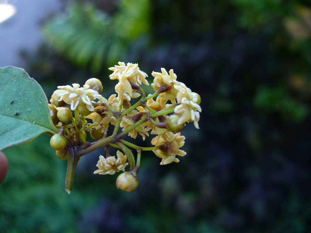Amborellas (Amborella) - Botanical Realm
