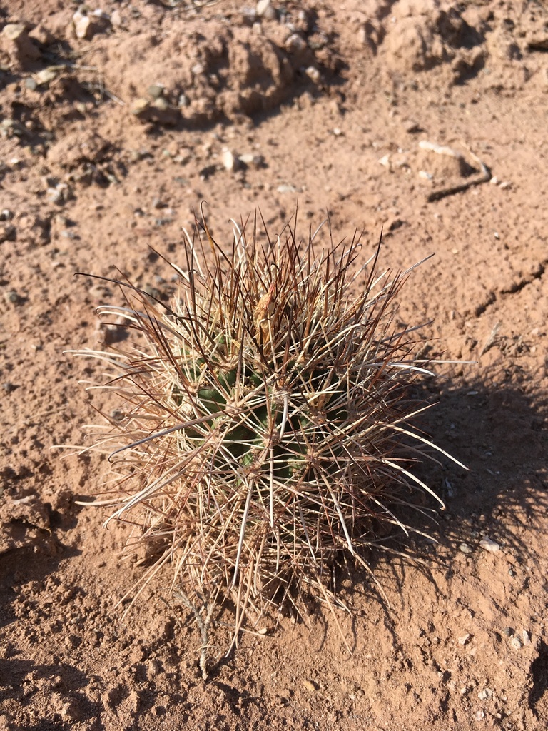 Smallflower Fishhook Cactus in June 2020 by Cecelia Alexander · iNaturalist
