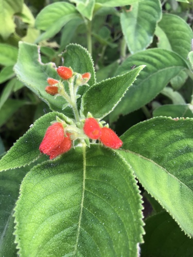 Pearcea abunda · iNaturalist