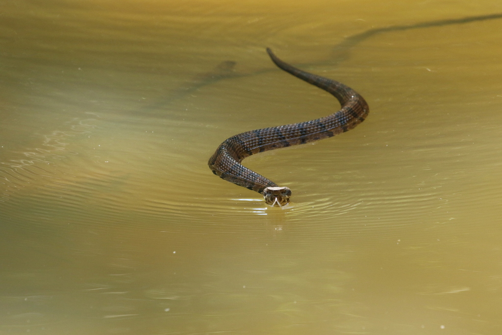Northern Cottonmouth from Hardeman County, TN, USA on June 20, 2020 at ...