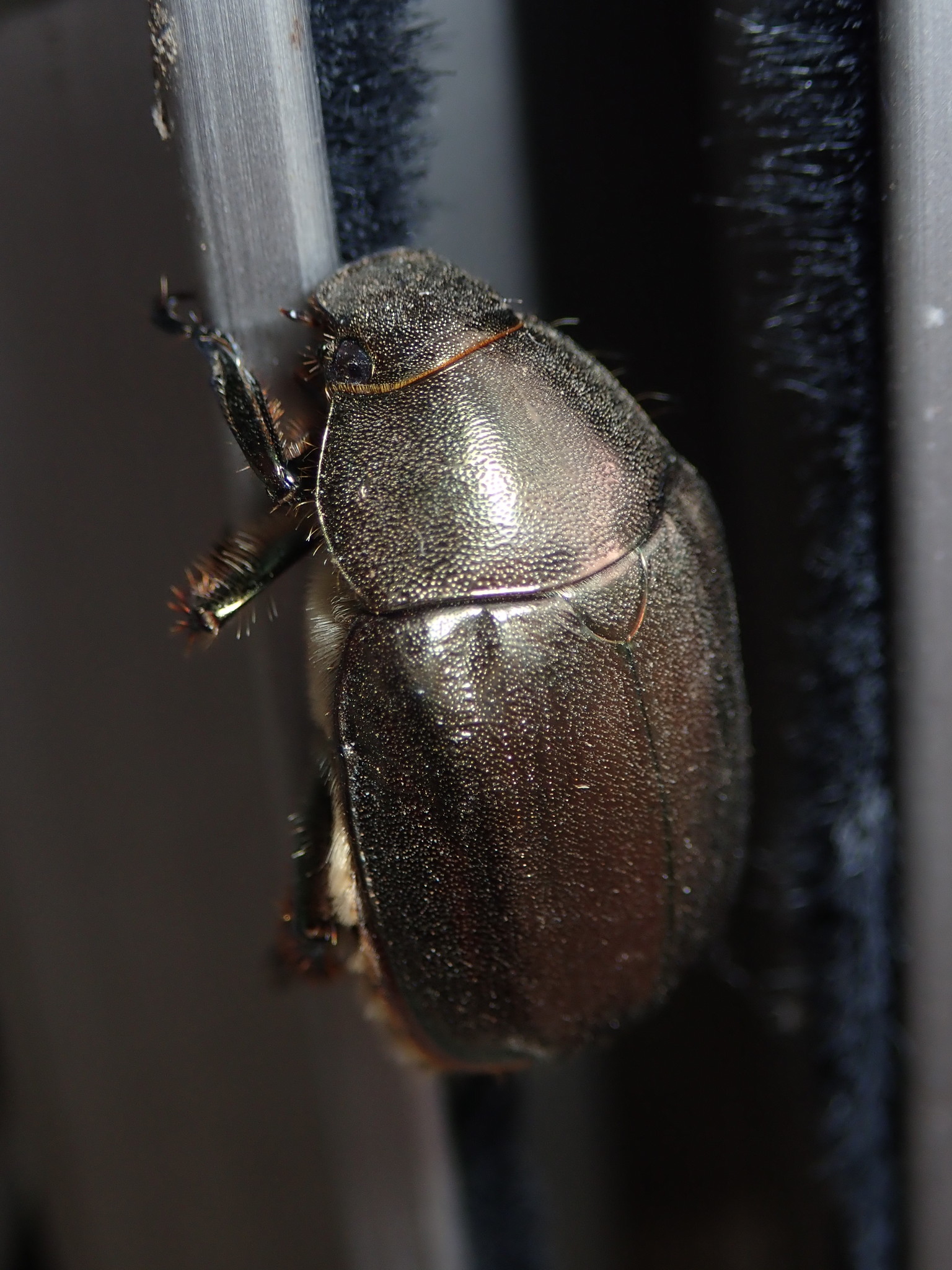 Anomala cuprea (Hope, 1839)
