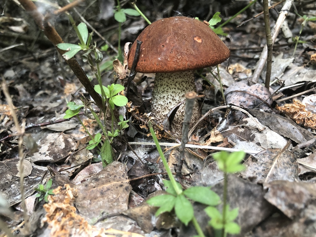 Leccinum from Little Jacks Creek Wilderness, Bruneau, ID, US on June 21 ...