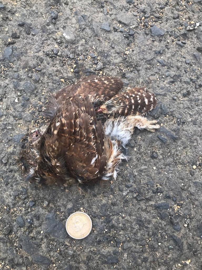 Peruvian Pygmy-Owl from Manabi, EC on September 24, 2019 by Edison ...