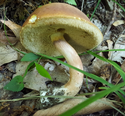 Variety Xanthoconium affine affine · iNaturalist