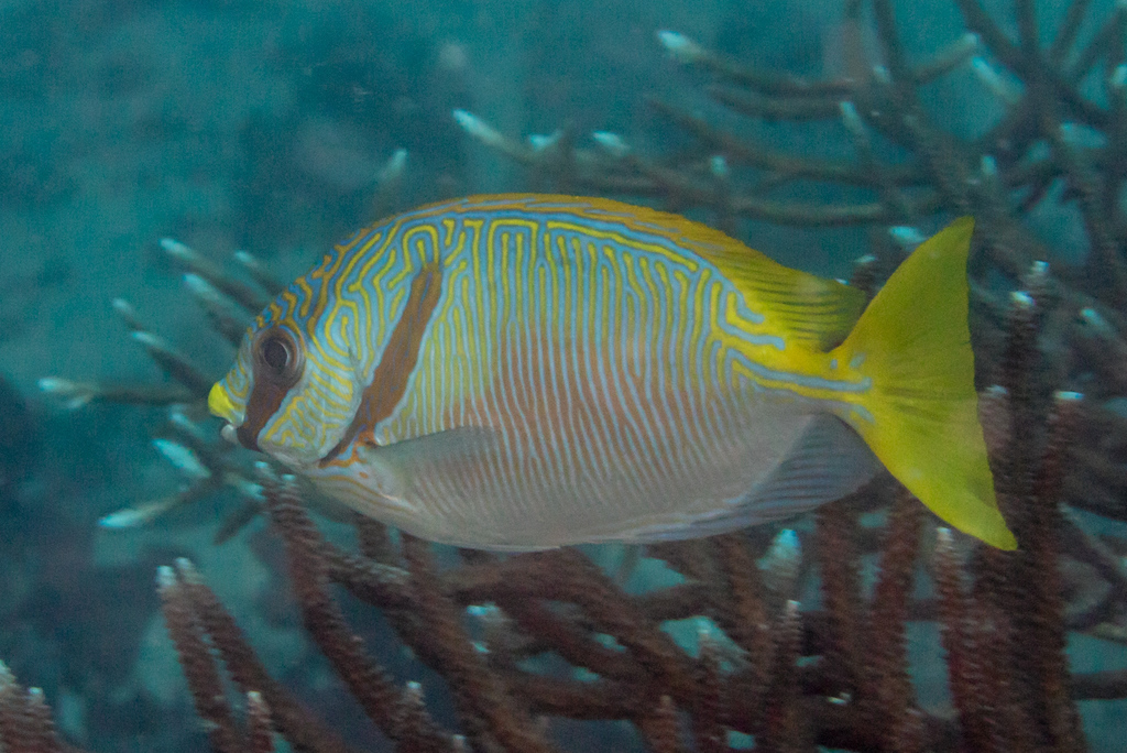 Barred Rabbitfish (Siganus doliatus) - Marine Life Identification