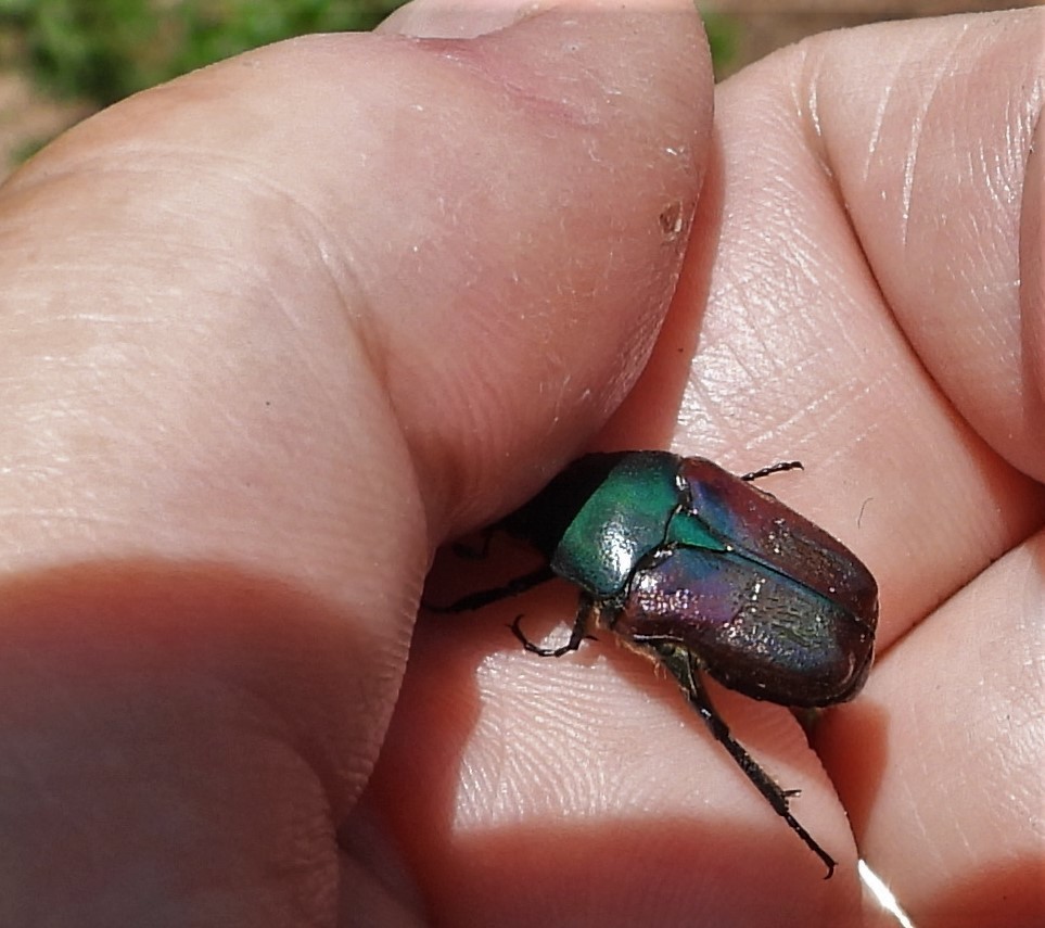 Scarabs from 410 JL Ranch Heights Rd, Colorado Springs, CO 80926, USA ...