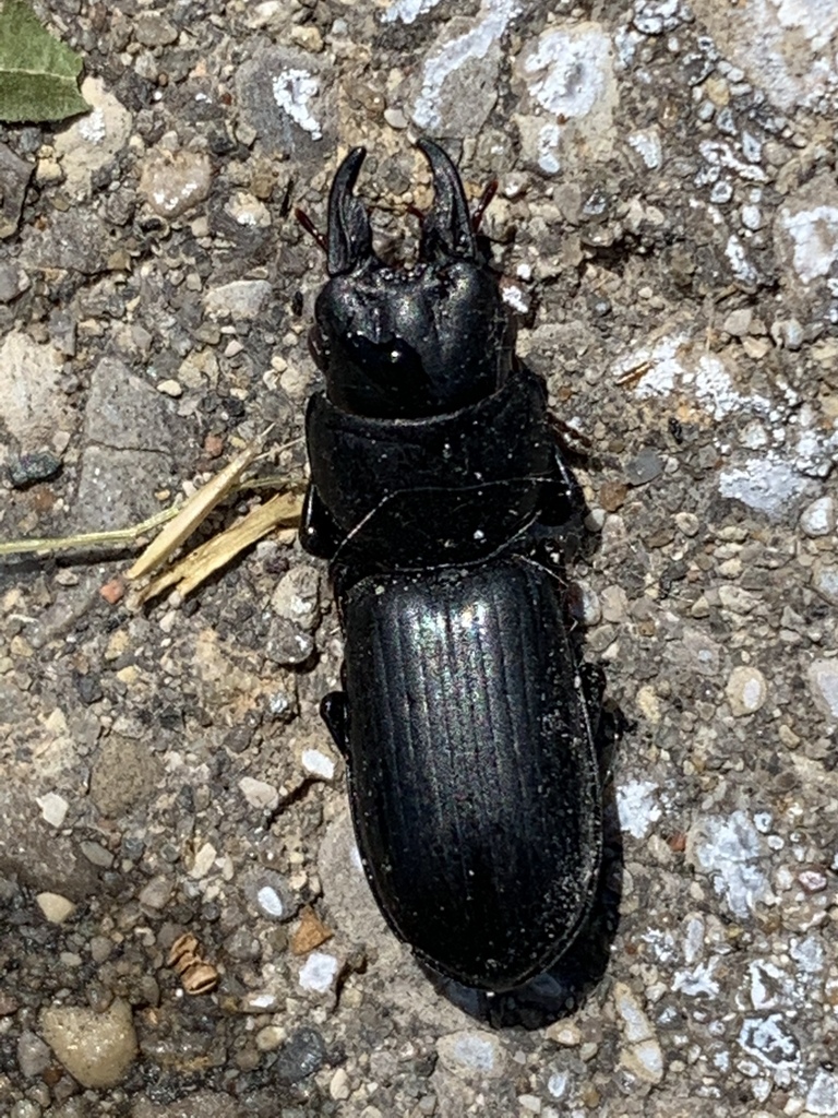 Big-headed Ground Beetle from Lincoln, Lincoln, ON, CA on June 20, 2020 ...