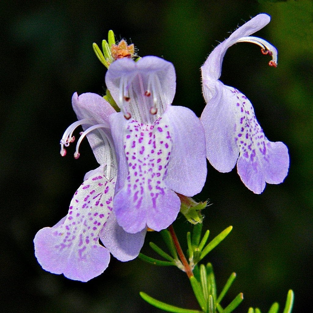 Largeflower False Rosemary (Conradina grandiflora) - Botanical Realm
