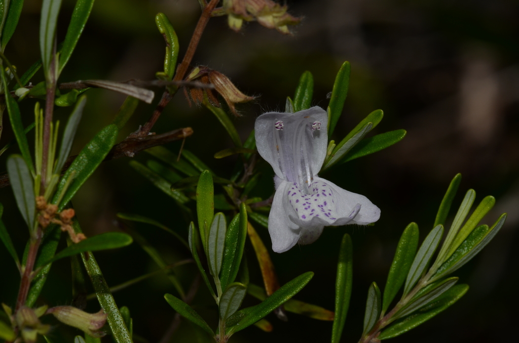 Largeflower False Rosemary (Conradina grandiflora) - Botanical Realm