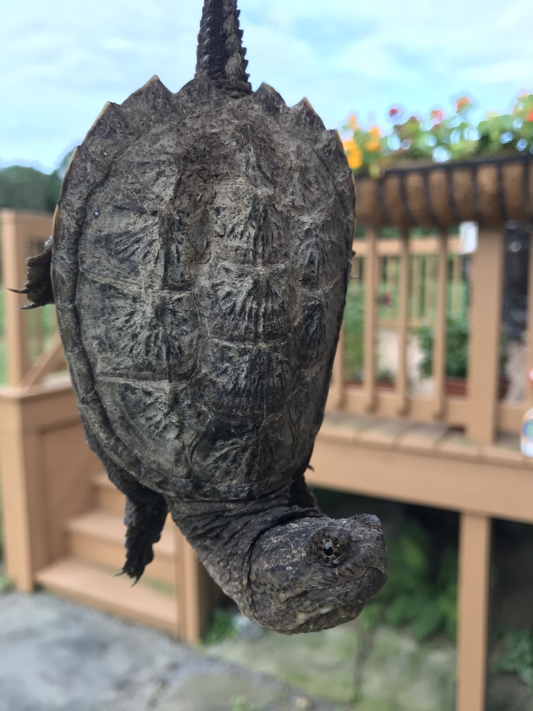 Common Snapping Turtle in June 2020 by Nathan Rider · iNaturalist