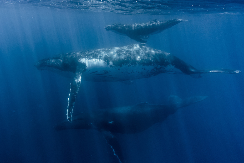 Humpback Whale from Rurutu, French Polynesia on October 10, 2019 at 12: ...