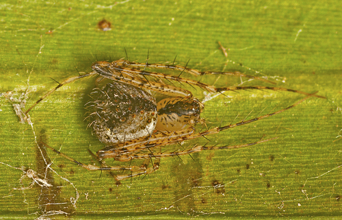 Spiny Pirate Spider (Australomimetus spinosus) · iNaturalist
