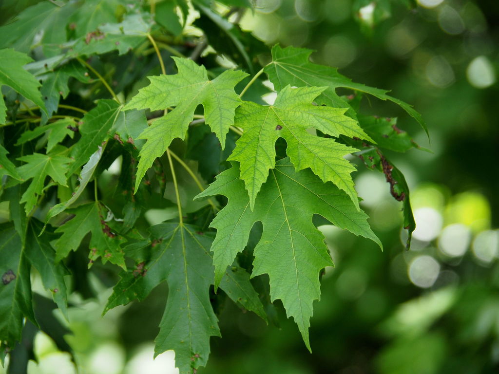 silver maple from Montgomery, Maryland, United States on June 21, 2020 ...