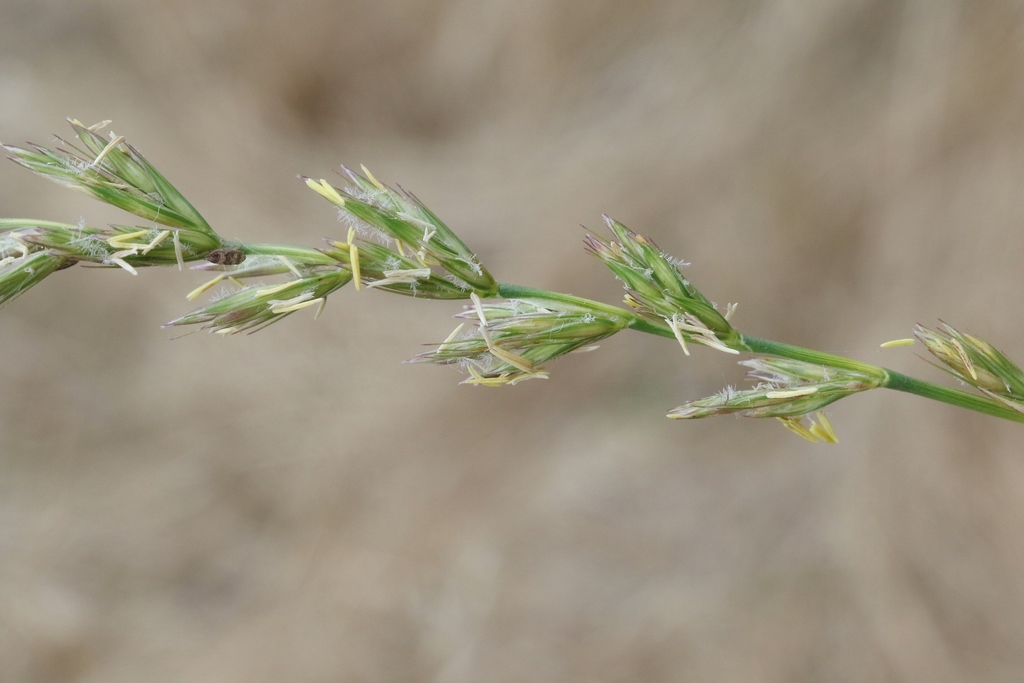 Creeping wild rye (Native Grasses, Ferns, and Mosses of Golden Gate ...